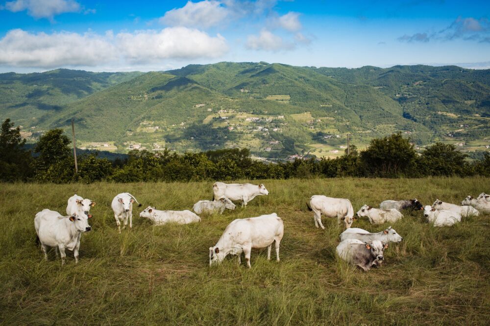 FASSONE DI RAZZA PIEMONTESE | Piemonte On Food