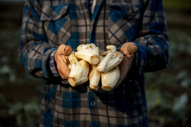 CARDO GOBBO DI NIZZA MONFERRATO | Piemonte On Food
